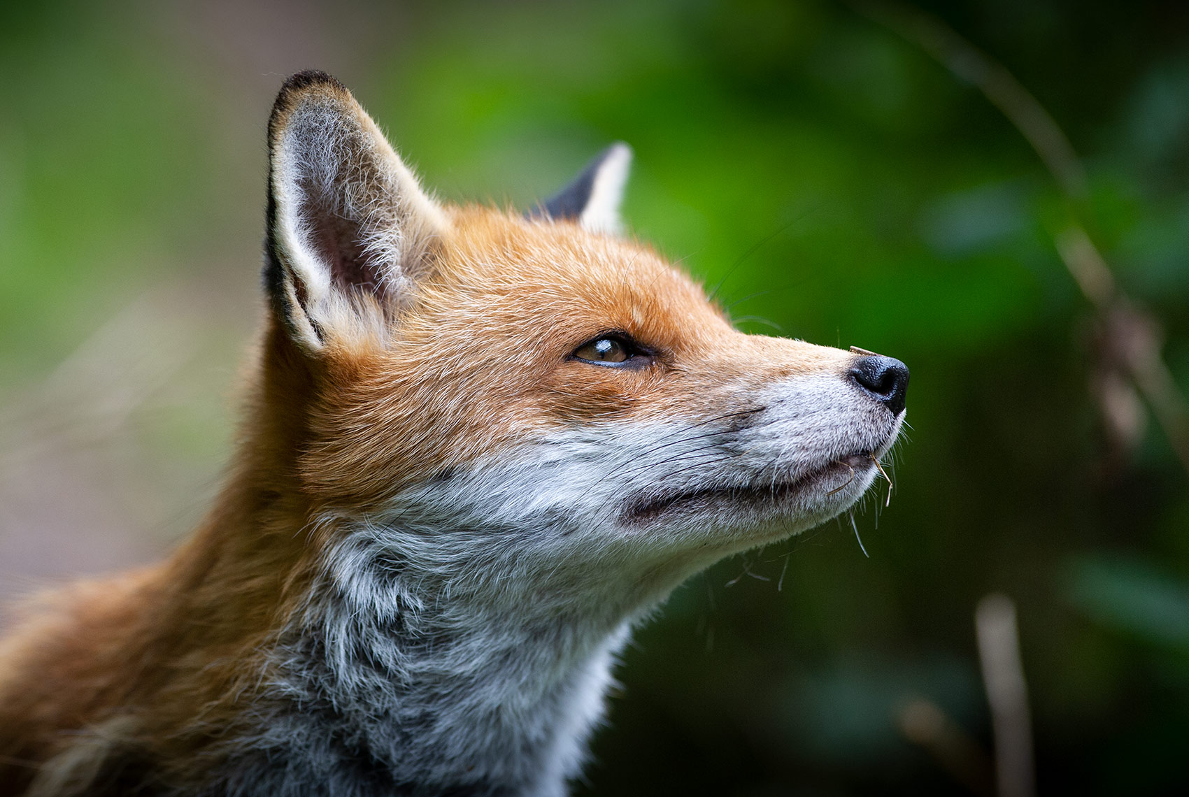 Staffordshire Pet and Equine Photographer - Ed Maynard | Fur | 1